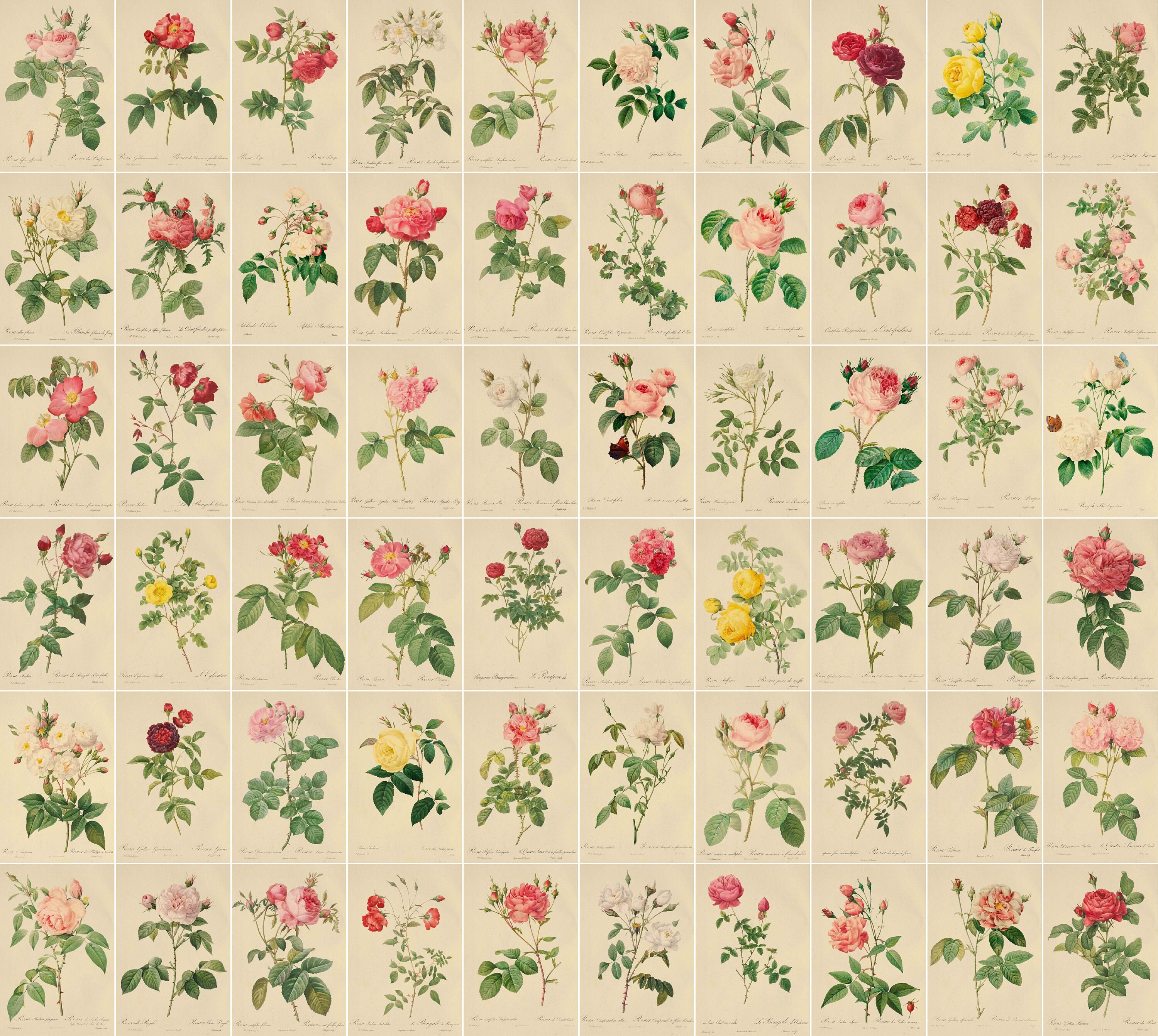 Vintage Rose Photos Wall Collage Kit With 60 PCS Rustic Vintage ...