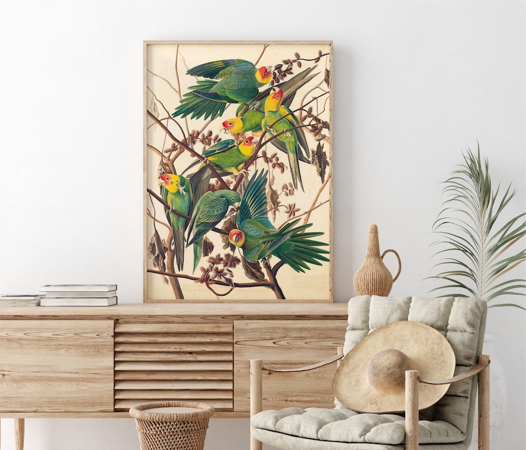 John James Audubon Poster Carolina Parrots From the Birds of America ...