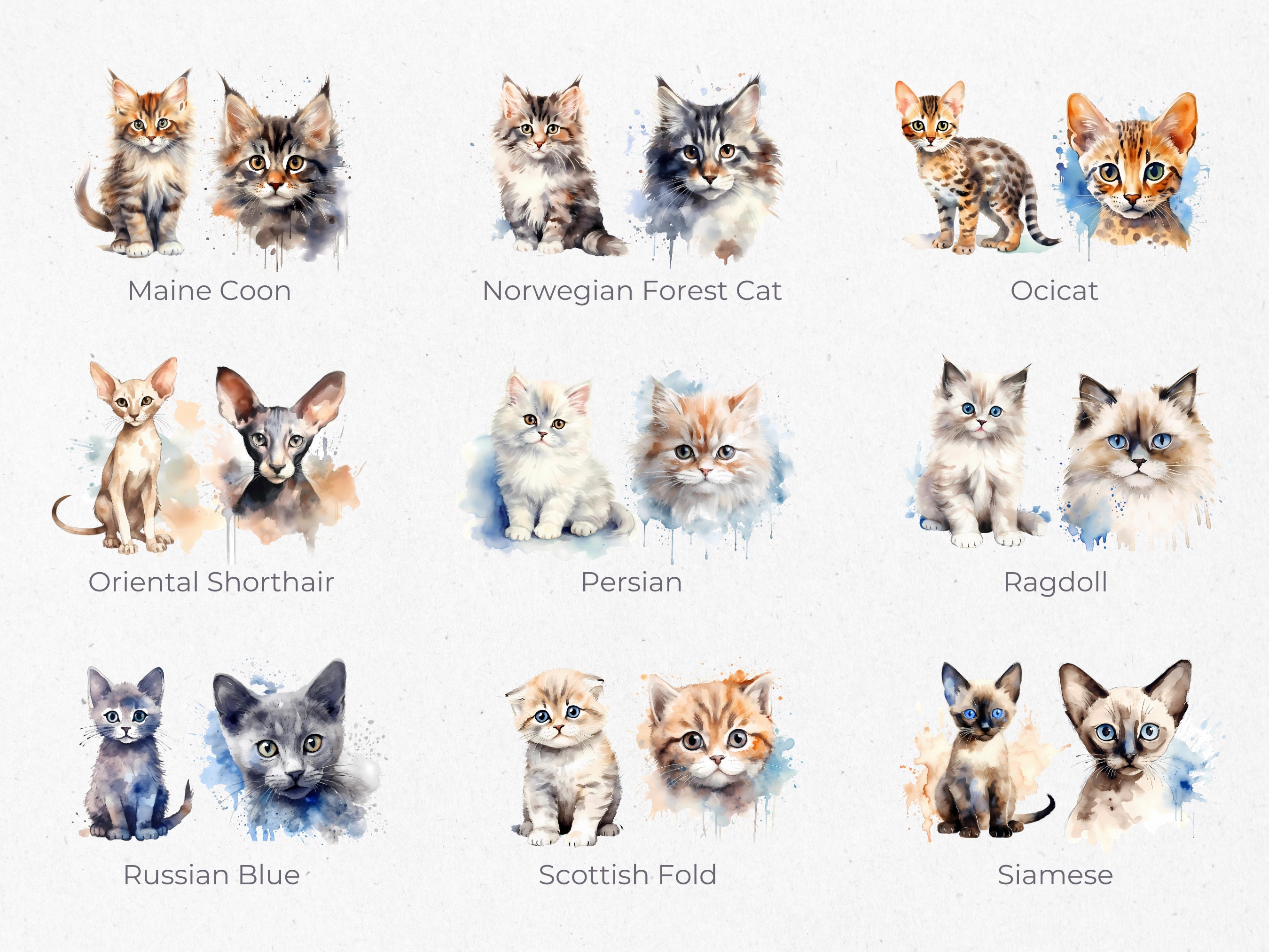 42 Watercolor Kitten Graphics Watercolor Cat Breed Clipart - Etsy