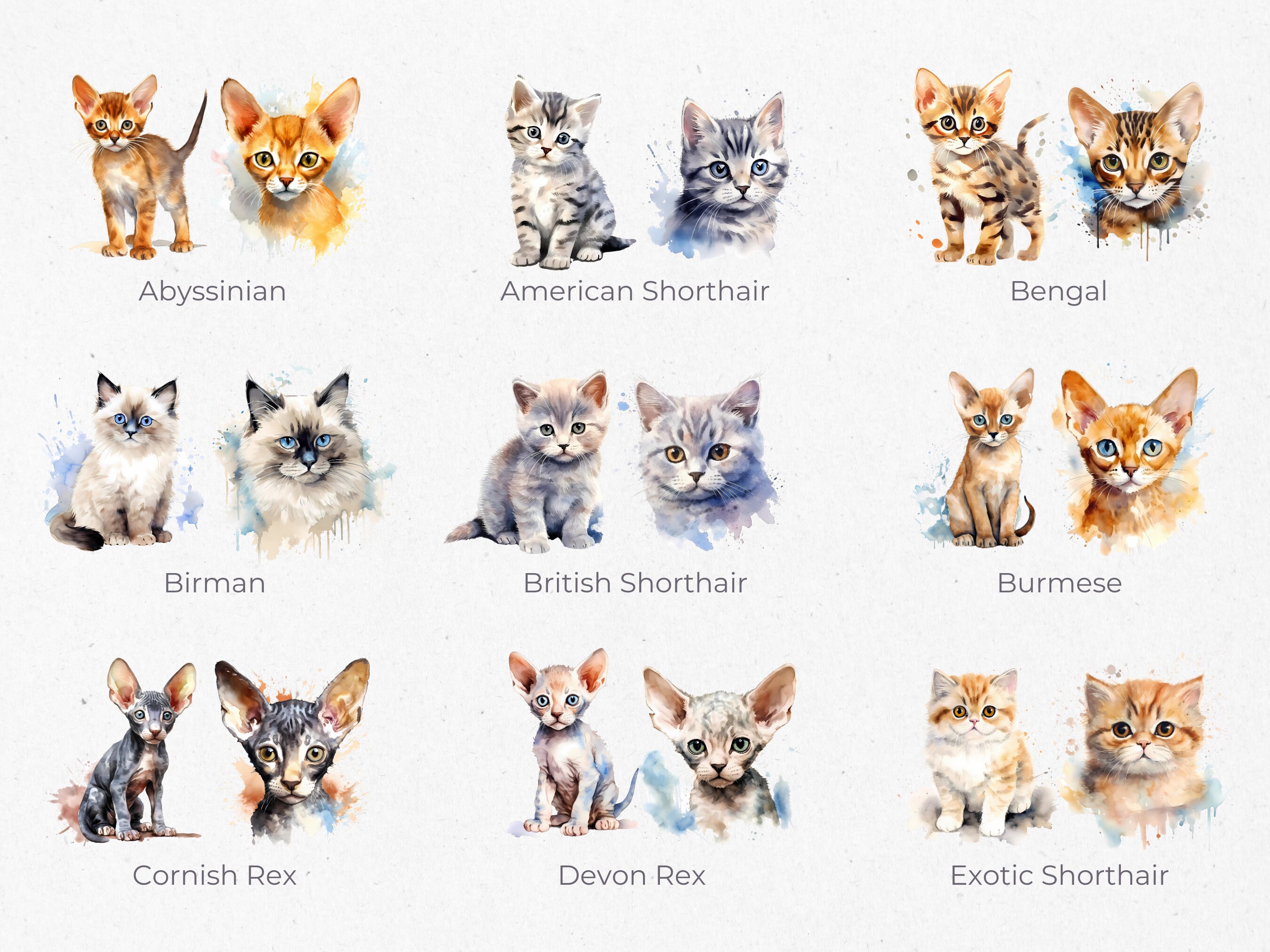 42 Watercolor Kitten Graphics, Watercolor Cat Breed Clipart Bundle ...