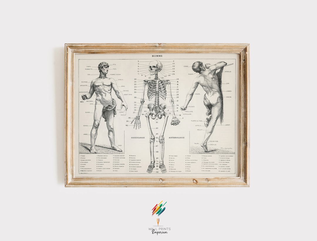 Larousse Classic Human Anatomy Print, Vintage French Anatomy Art Print ...