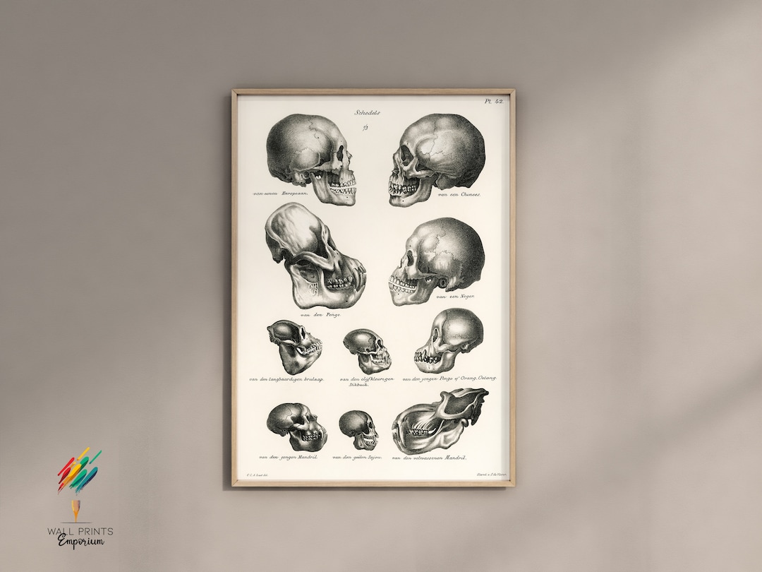 Antique Evolution Wall Art Printable Vintage German Book - Etsy