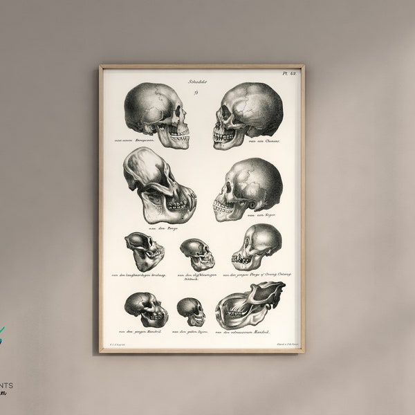 Human Evolution Poster - Etsy