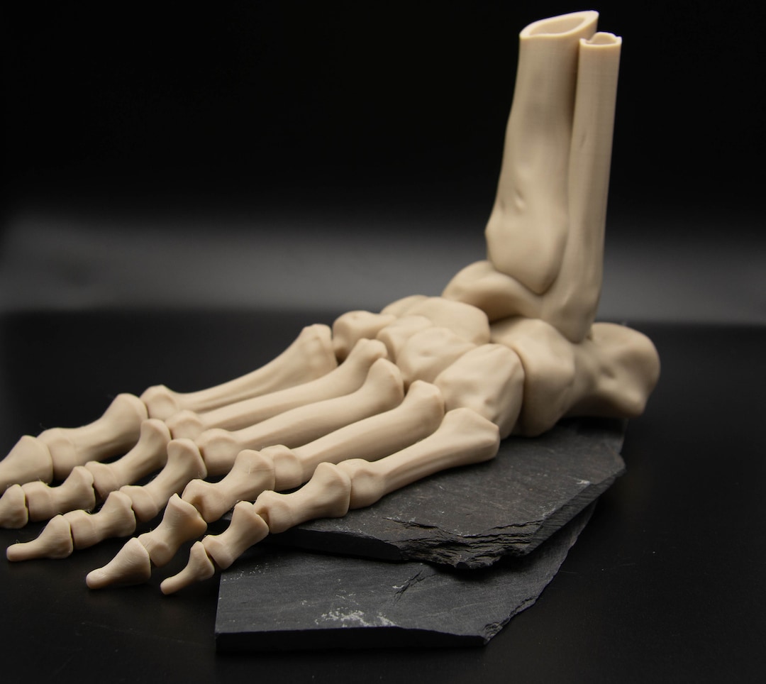 Life-sized Foot Skeleton, Fully Movable and in Different Colors - Etsy