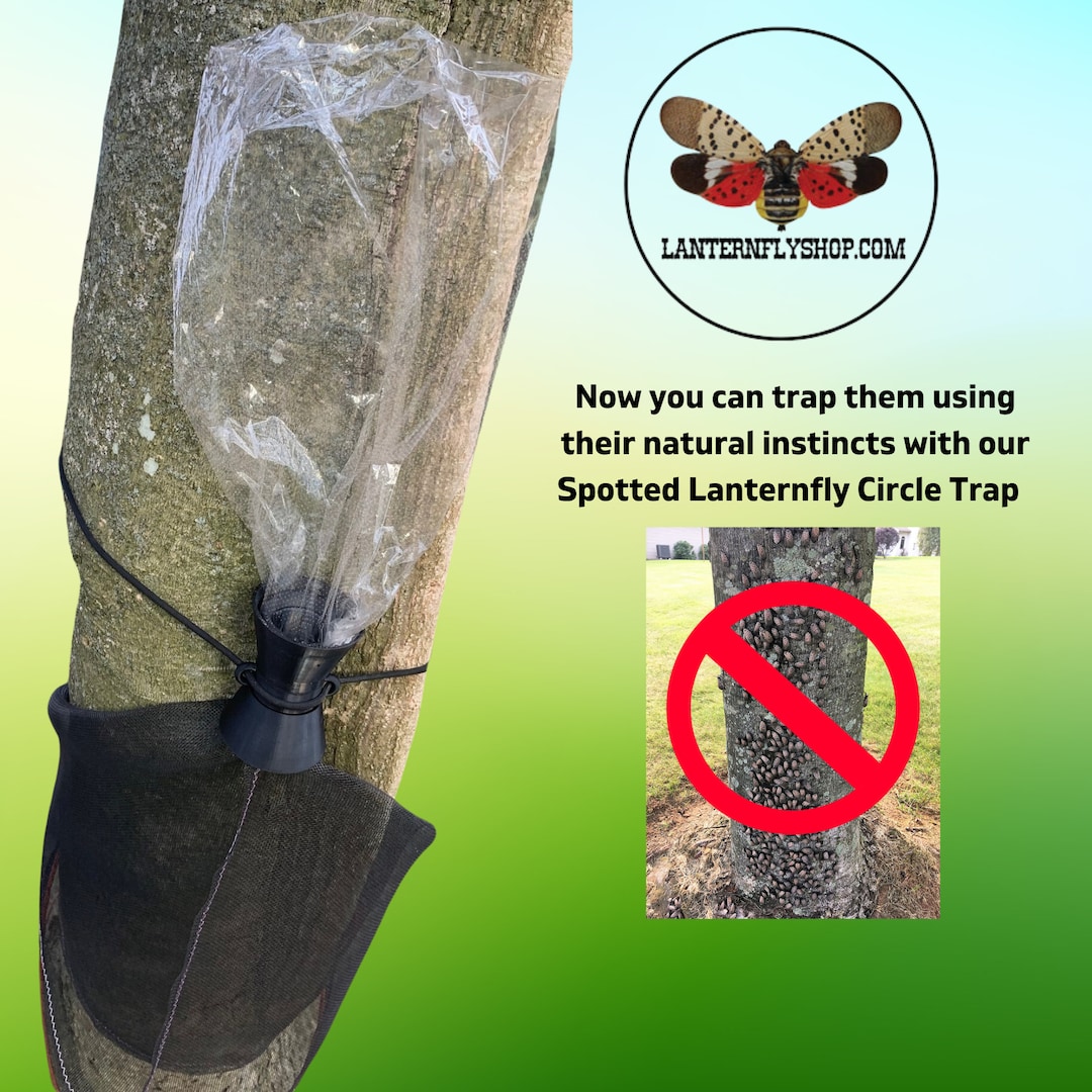 Spotted Lanternfly Trap Keep Your Garden Pest-free - Etsy