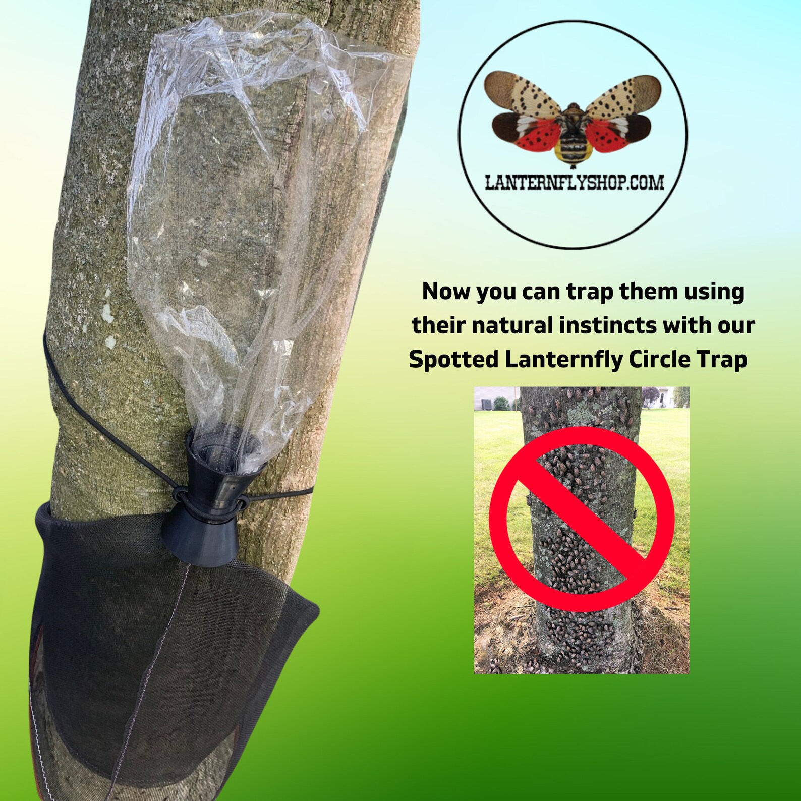 Spotted Lanternfly Trap Keep Your Garden Pest-free - Etsy