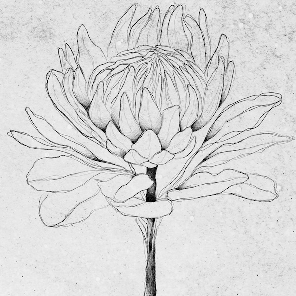 Protea - Etsy