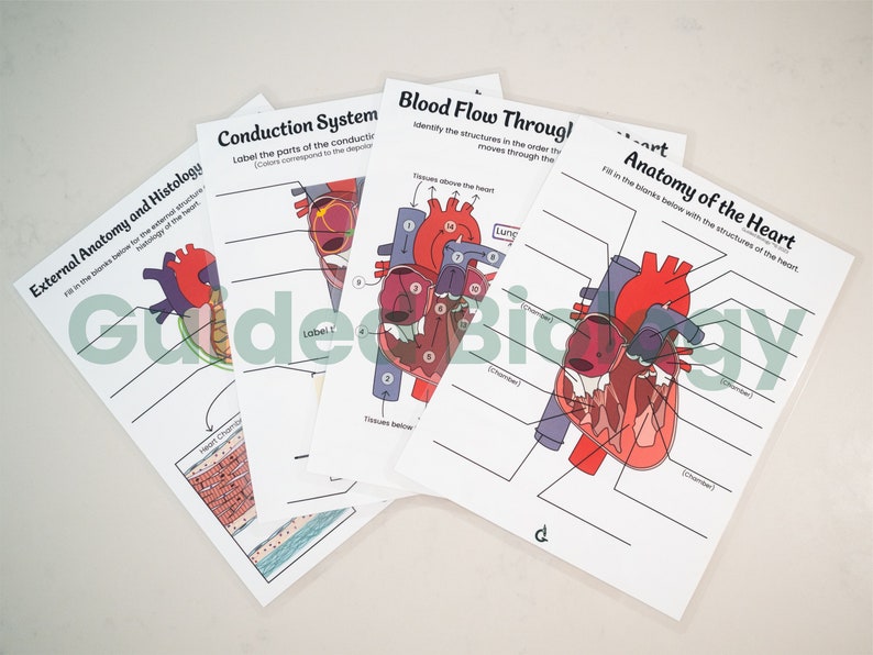 Rote Heart Anatomy Worksheets - Laminated Reusable Worksheets, Answer ...