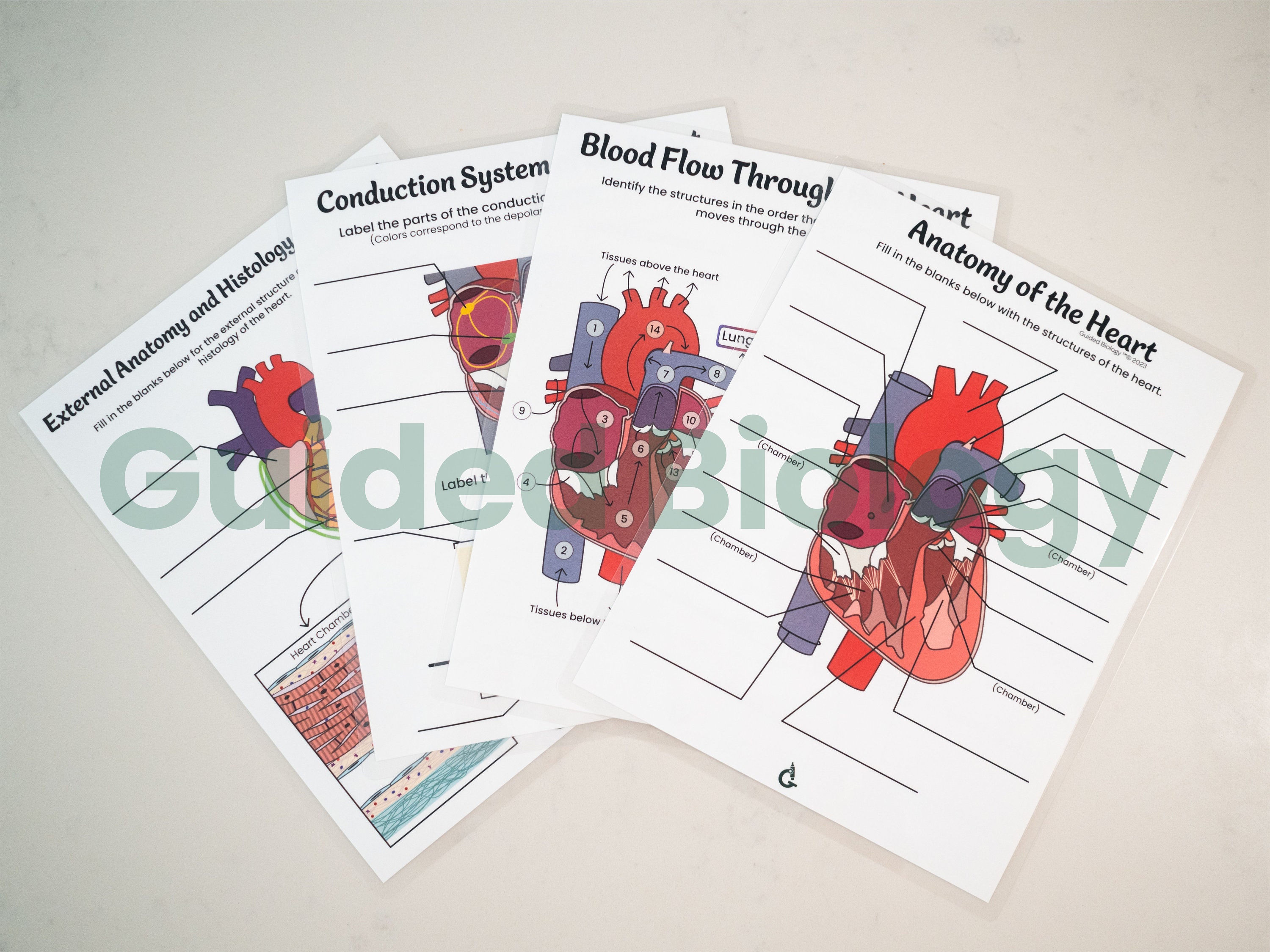 Rote Heart Anatomy Worksheets - Laminated Reusable Worksheets, Answer ...