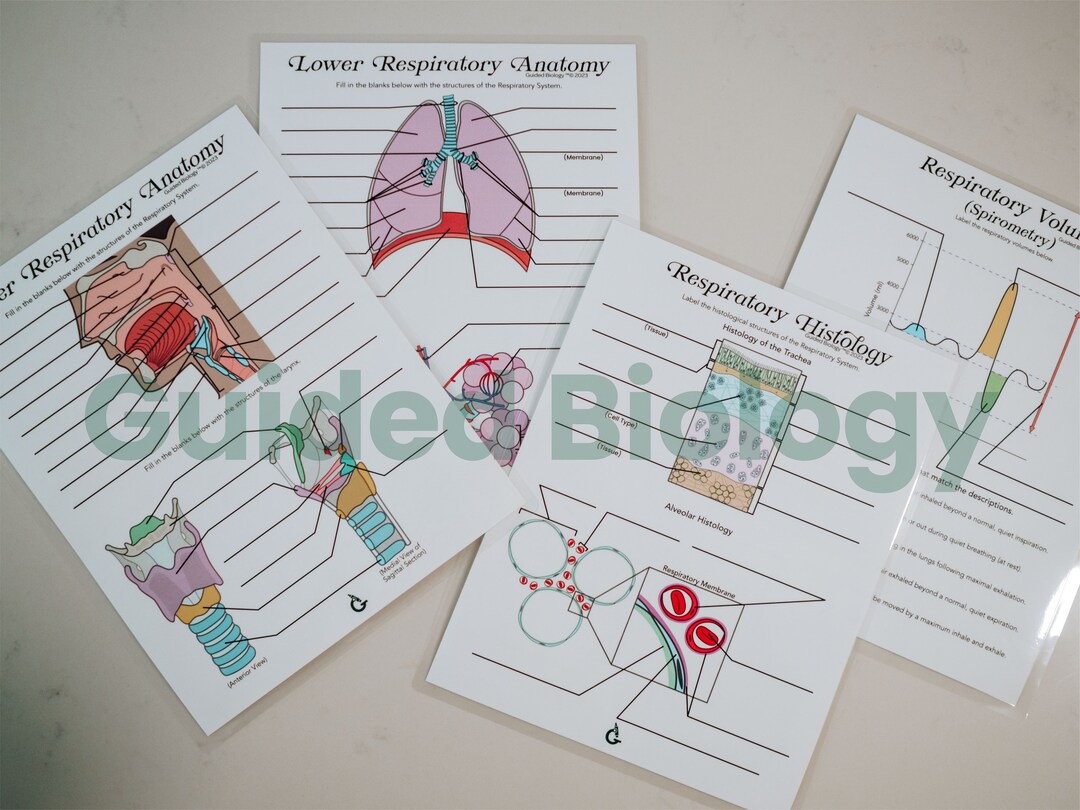 Rote Respiratory Anatomy Worksheets - Laminated Reusable Worksheets ...