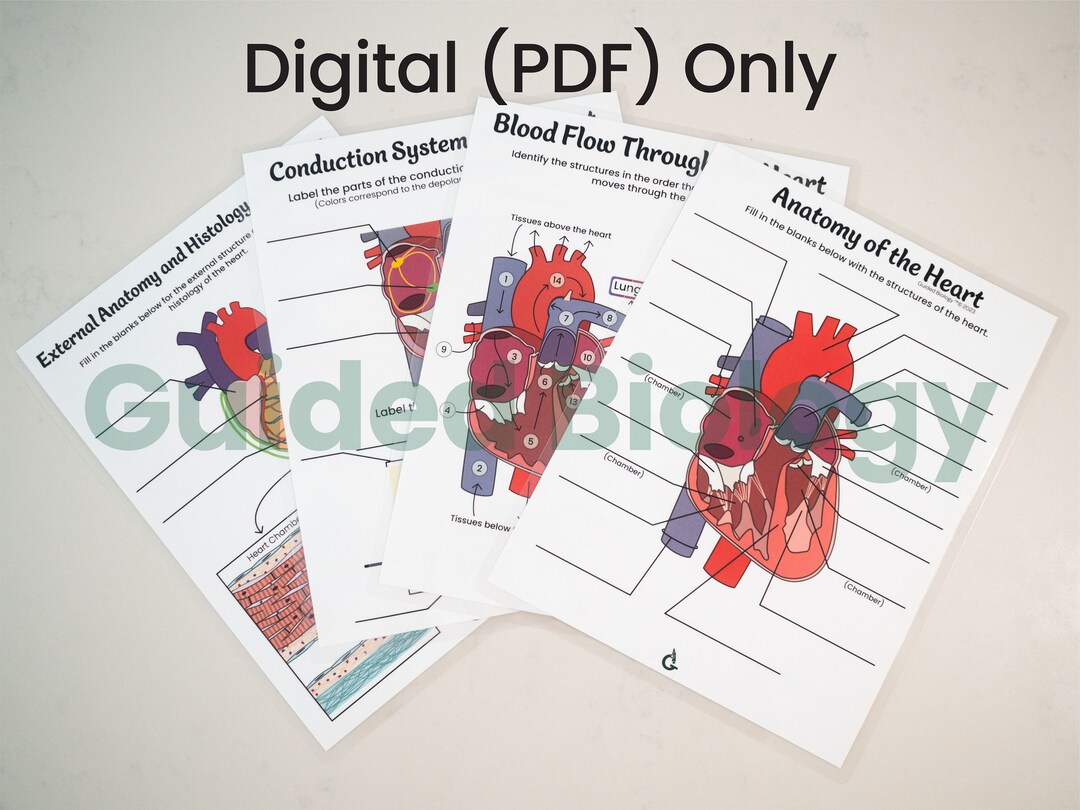 DIGITAL Rote Heart Anatomy Worksheets, Answer Keys Included (set of 4 ...