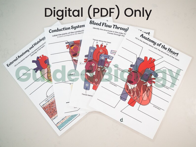 DIGITAL Rote Heart Anatomy Worksheets, Answer Keys Included (set of 4 ...