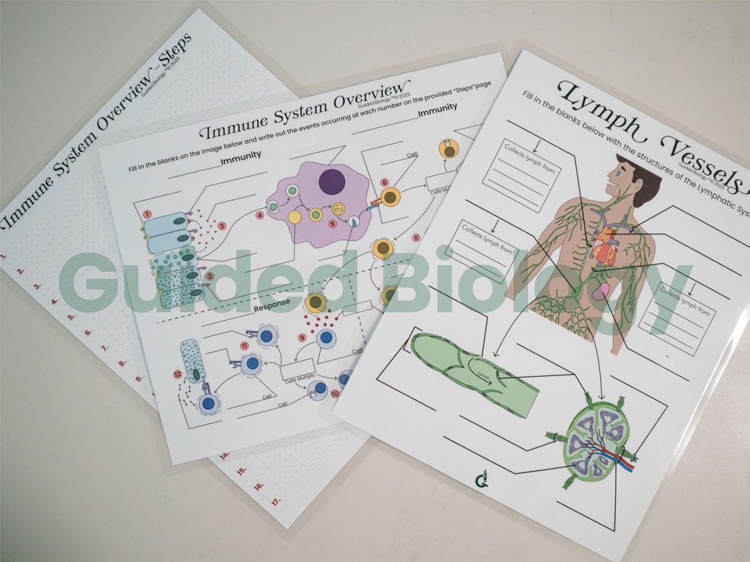 Rote Immunity and Lymphatic Anatomy Worksheets - Laminated Reusable ...
