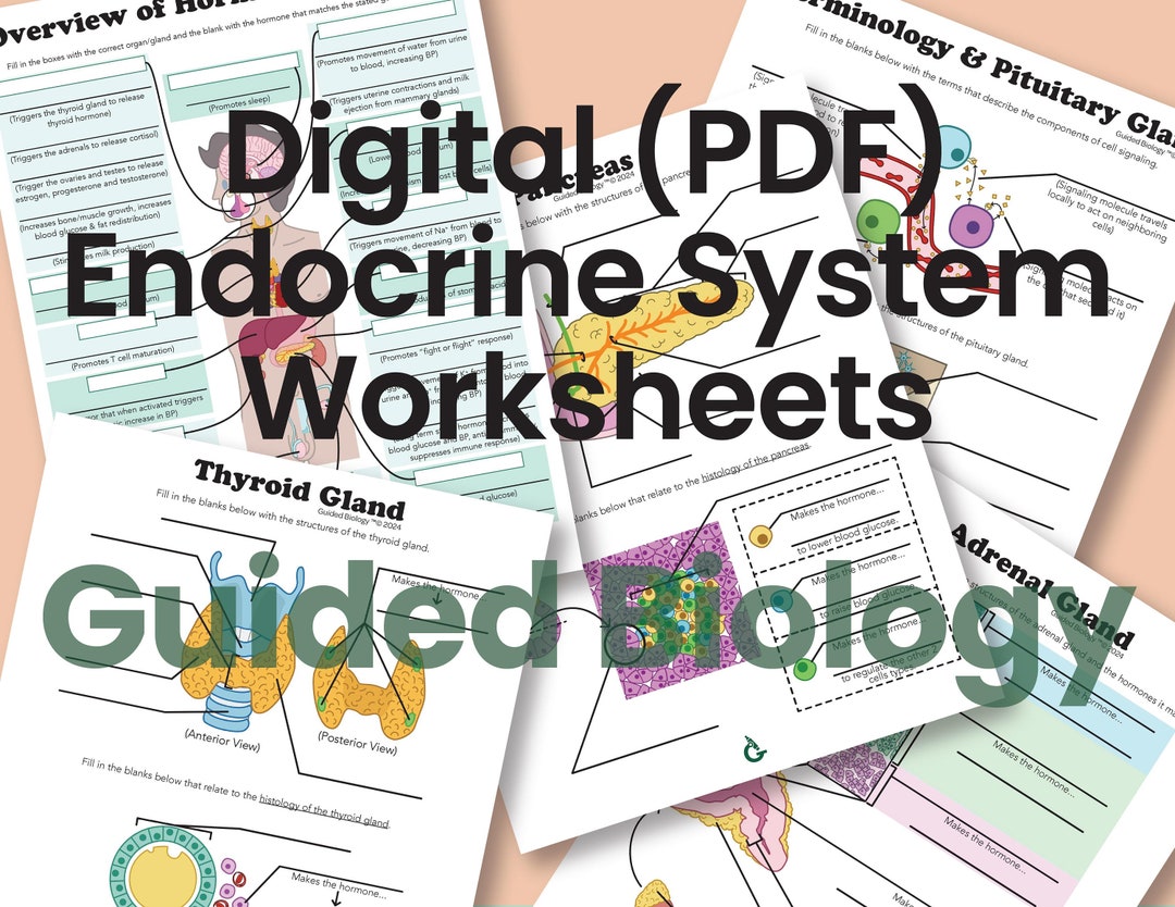 DIGITAL Rote Endocrine System Worksheets, Answer Keys Included (set of ...