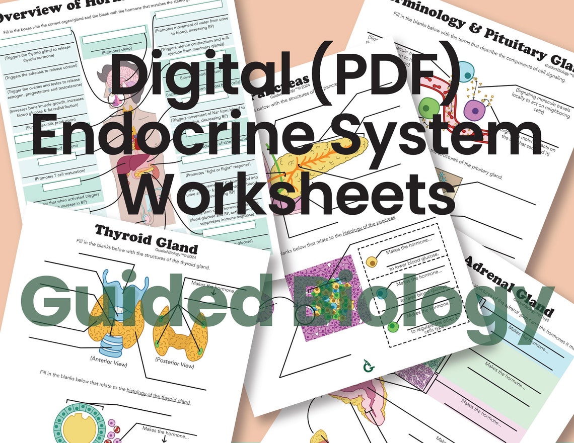 DIGITAL Rote Endocrine System Worksheets, Answer Keys Included set of 5 ...