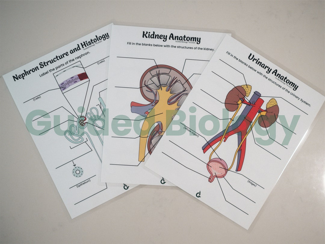 Rote Urinary Anatomy Worksheets - Laminated Reusable Worksheets, Answer ...
