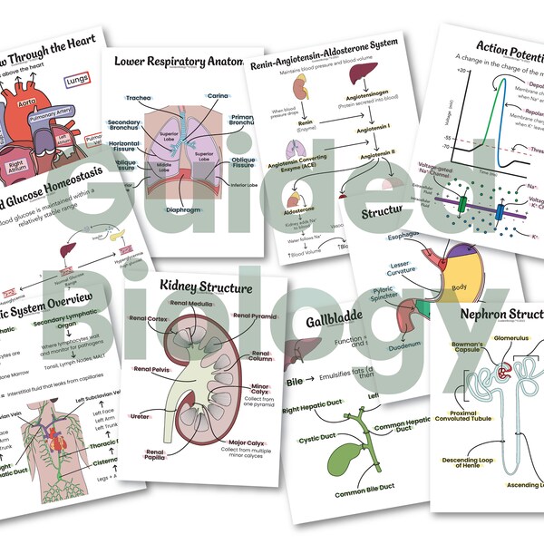 DIGITAL as Seen on Tiktok Diagrams set of 10 - Etsy