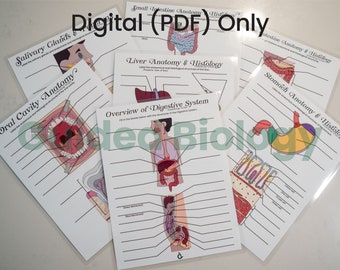 DIGITAL Rote Respiratory Anatomy Worksheets, Answer Keys Included (set ...