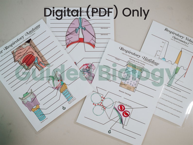 DIGITAL Rote Respiratory Anatomy Worksheets, Answer Keys Included (set ...