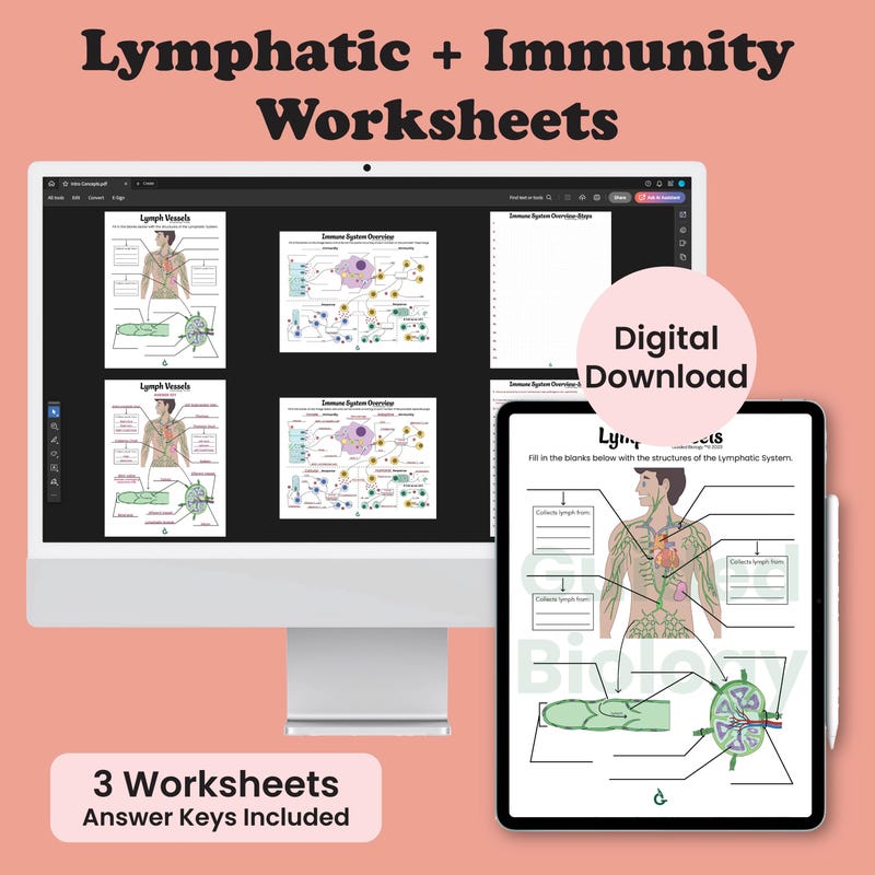 Lymphatic System Anatomy - Etsy