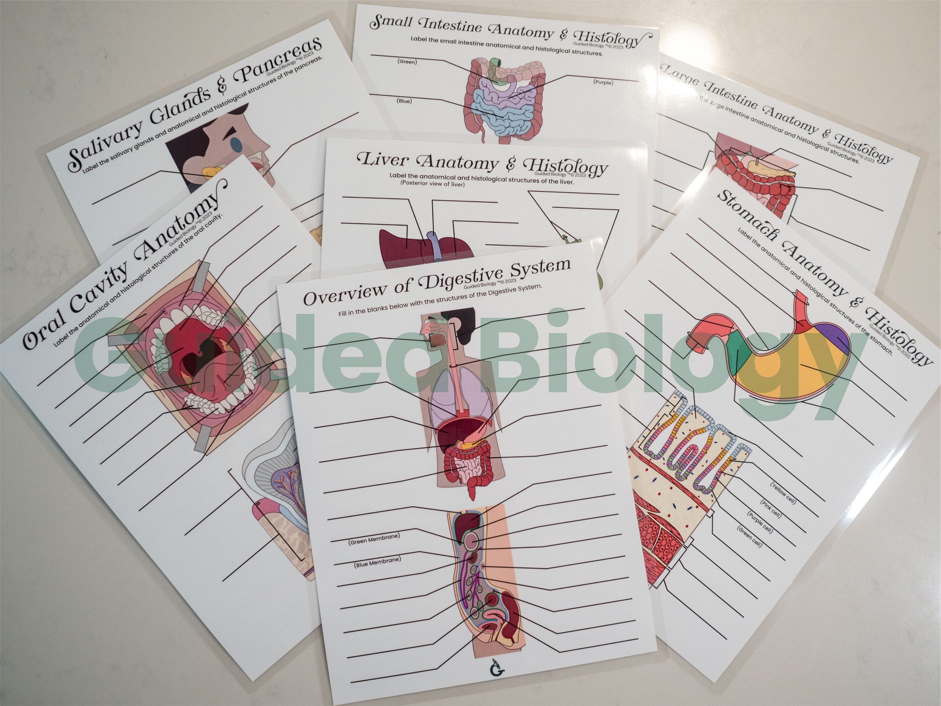 Rote Digestive Anatomy Worksheets - Laminated Reusable Worksheets ...