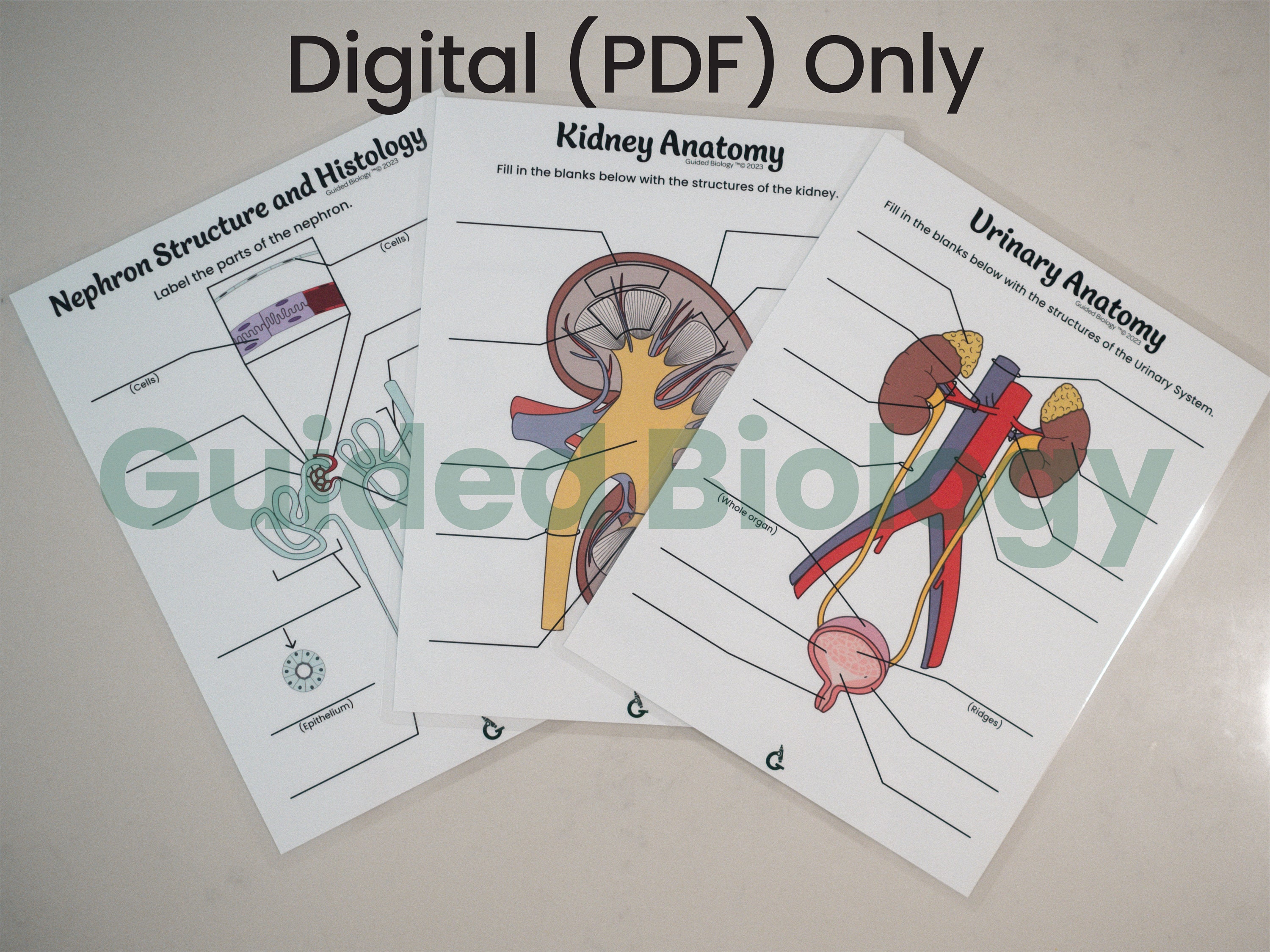 DIGITAL Rote Urinary Anatomy Worksheets, Answer Keys Included (set of 3 ...