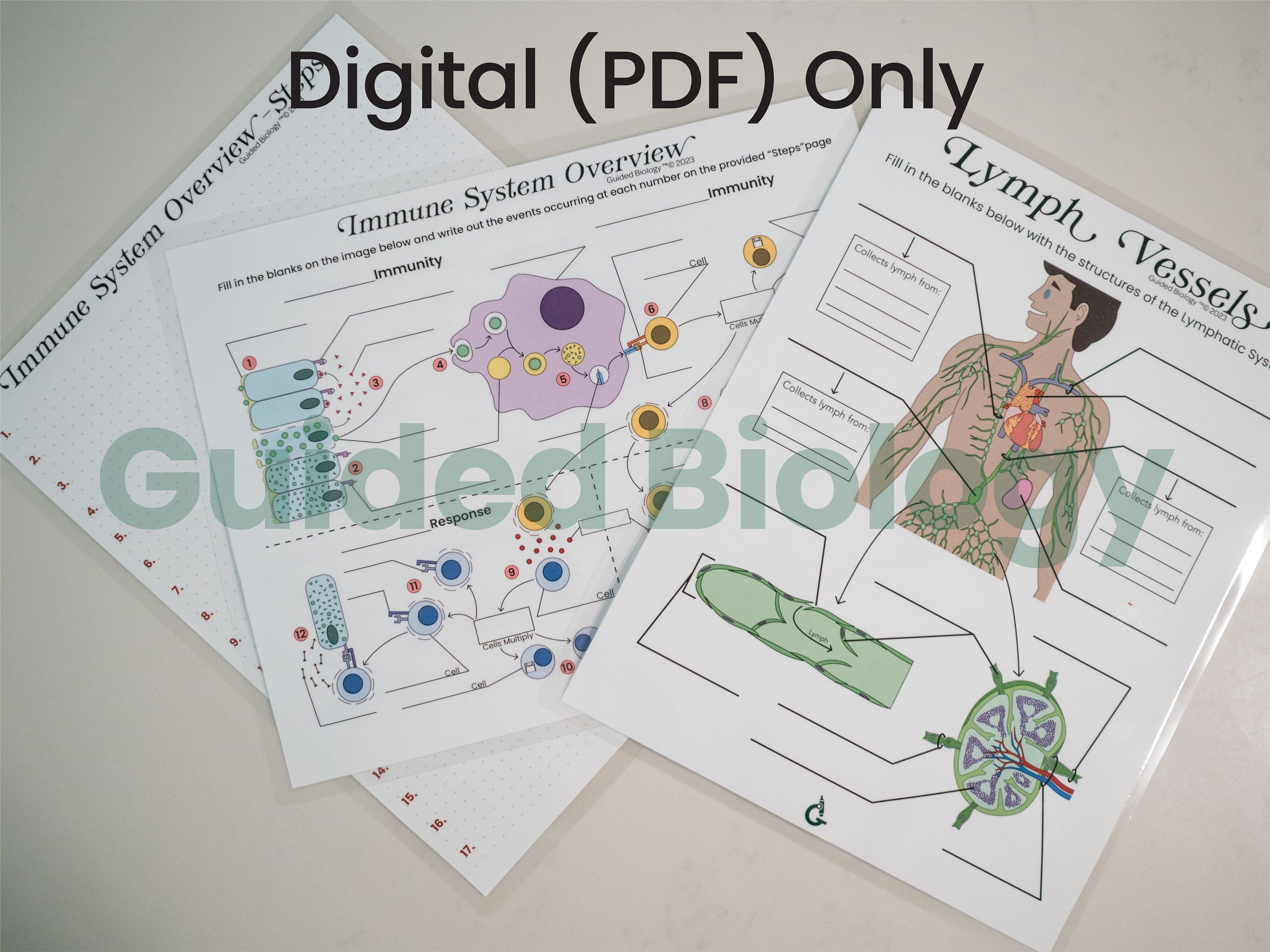 Immune System For Kids Worksheets