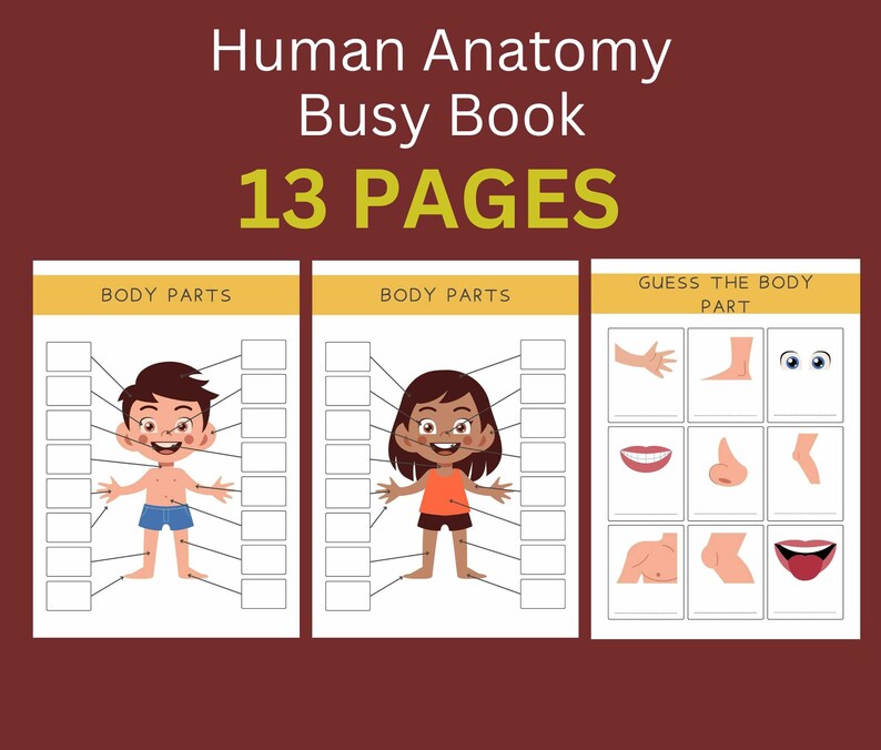 Human Anatomy Busy Book 13 Pages Printable Preschool Worksheets ...