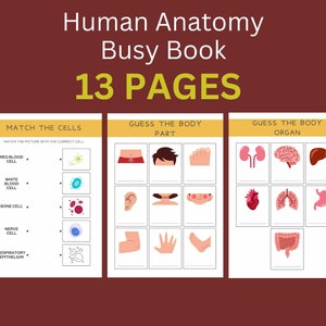 Human Anatomy Busy Book 13 Pages Printable Preschool Worksheets ...