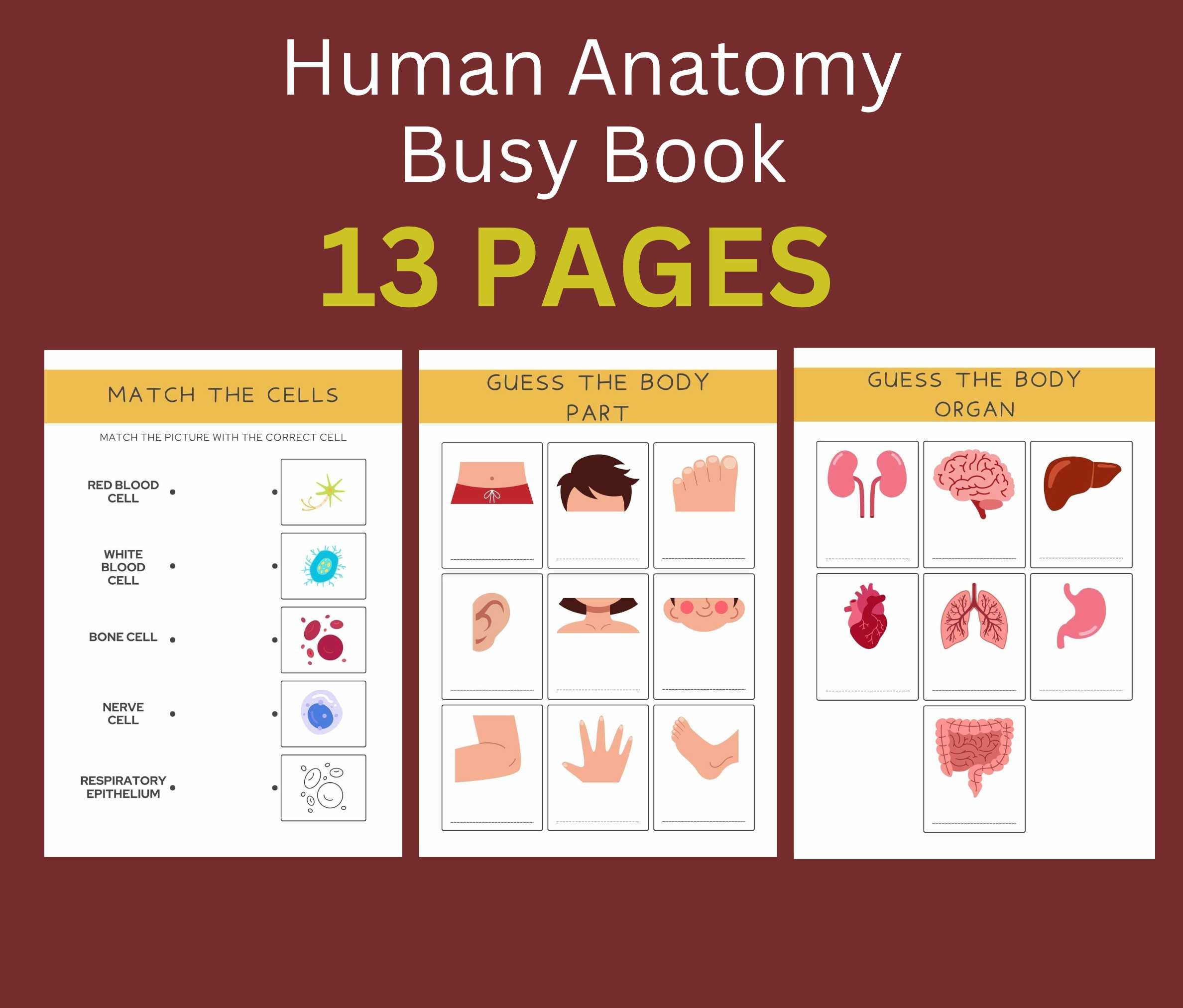 Human Anatomy Busy Book 13 Pages Printable Preschool Worksheets ...