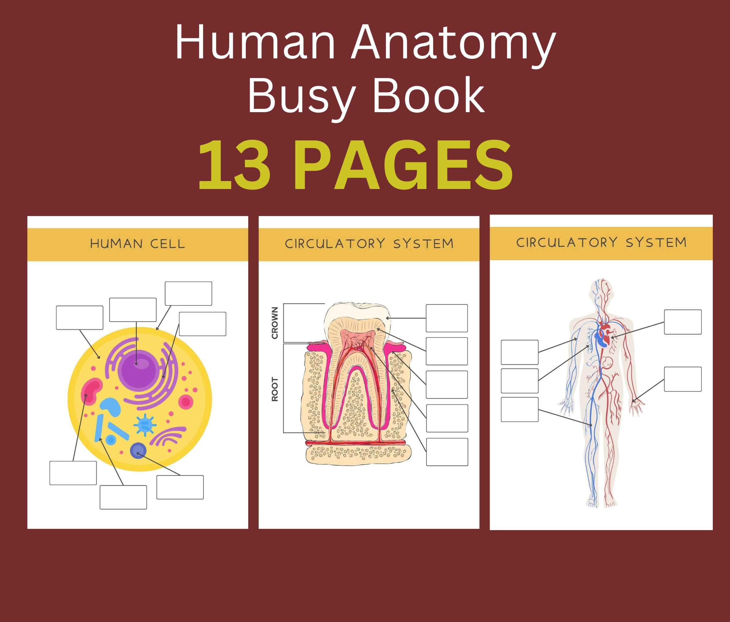 Human Anatomy Busy Book 13 Pages Printable Preschool Worksheets ...