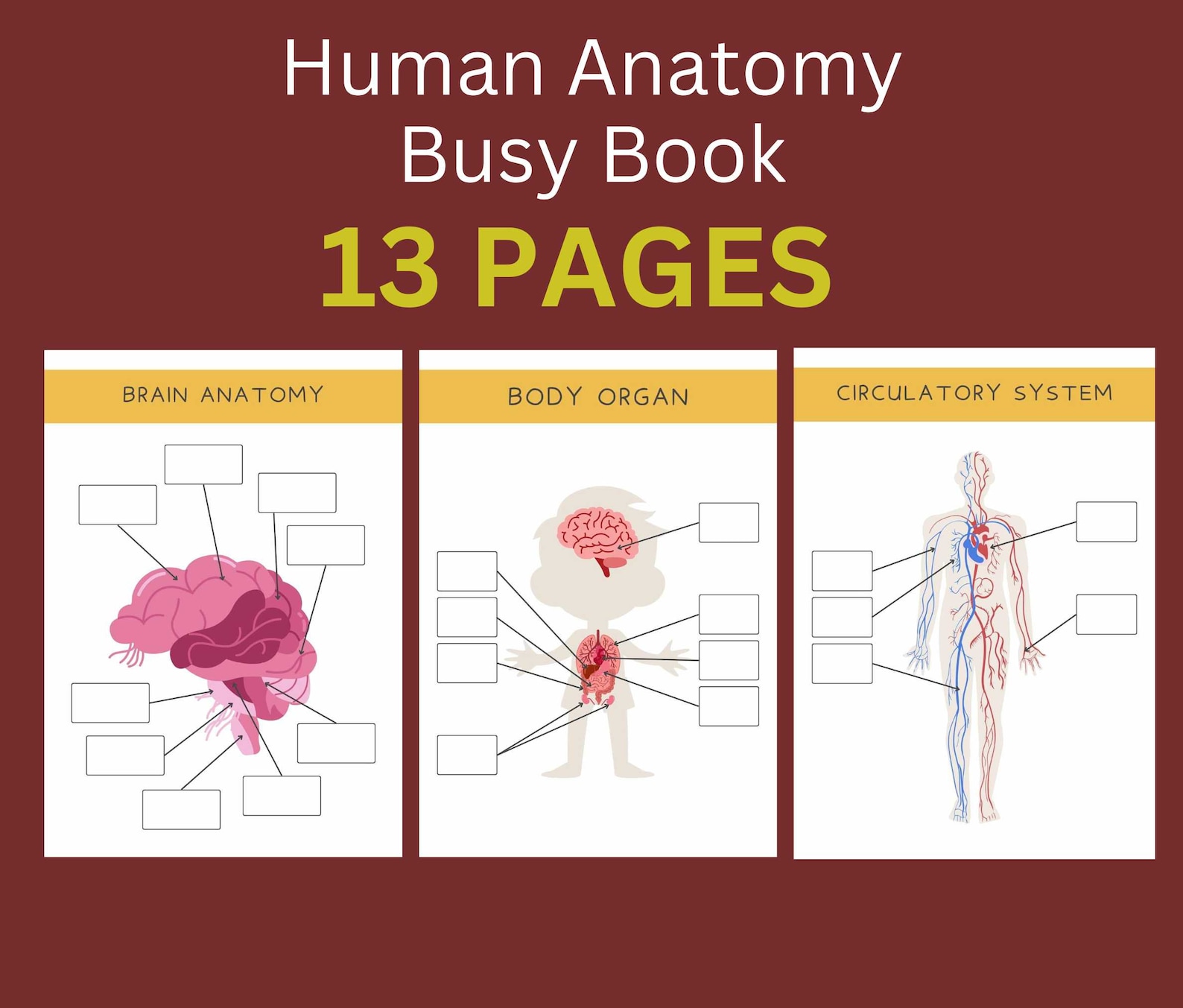 Human Anatomy Busy Book 13 Pages Printable Preschool Worksheets ...