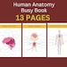 Human Anatomy Busy Book 13 Pages Printable Preschool Worksheets ...