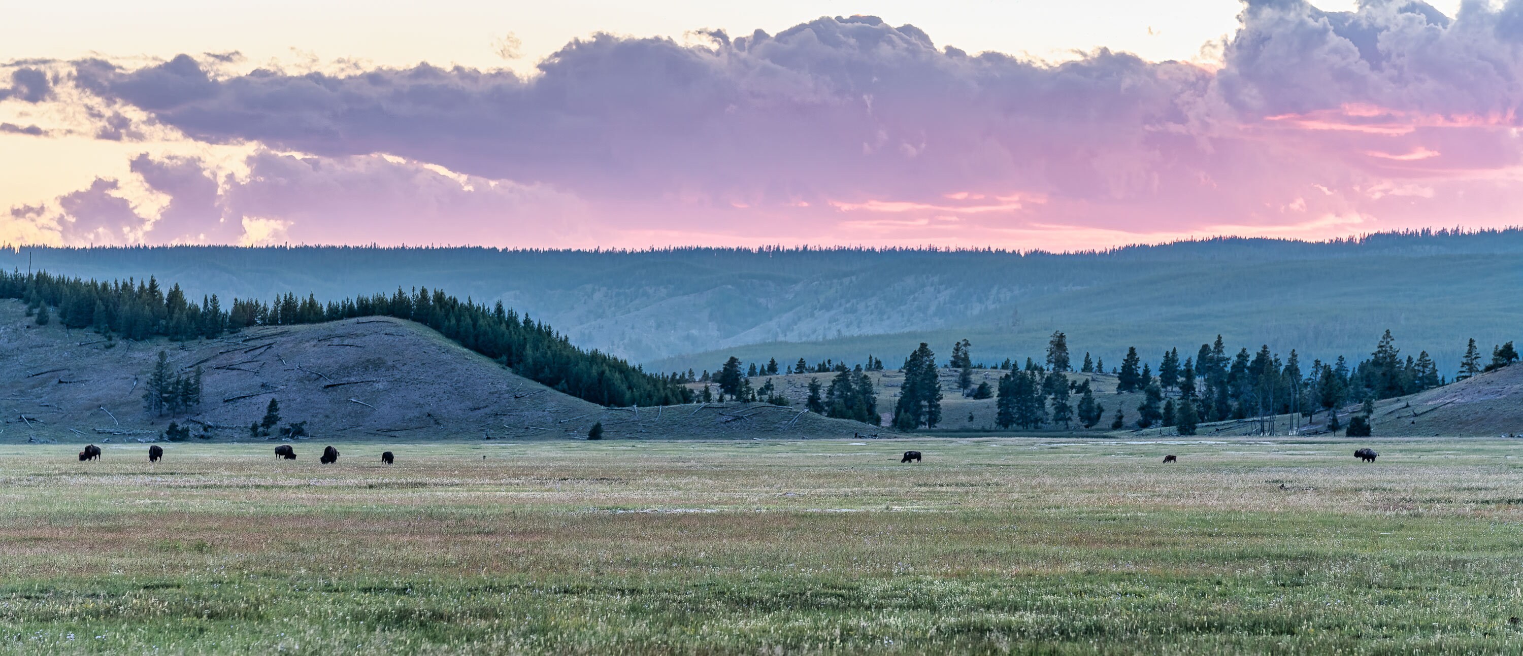 Bison Herd Panorama