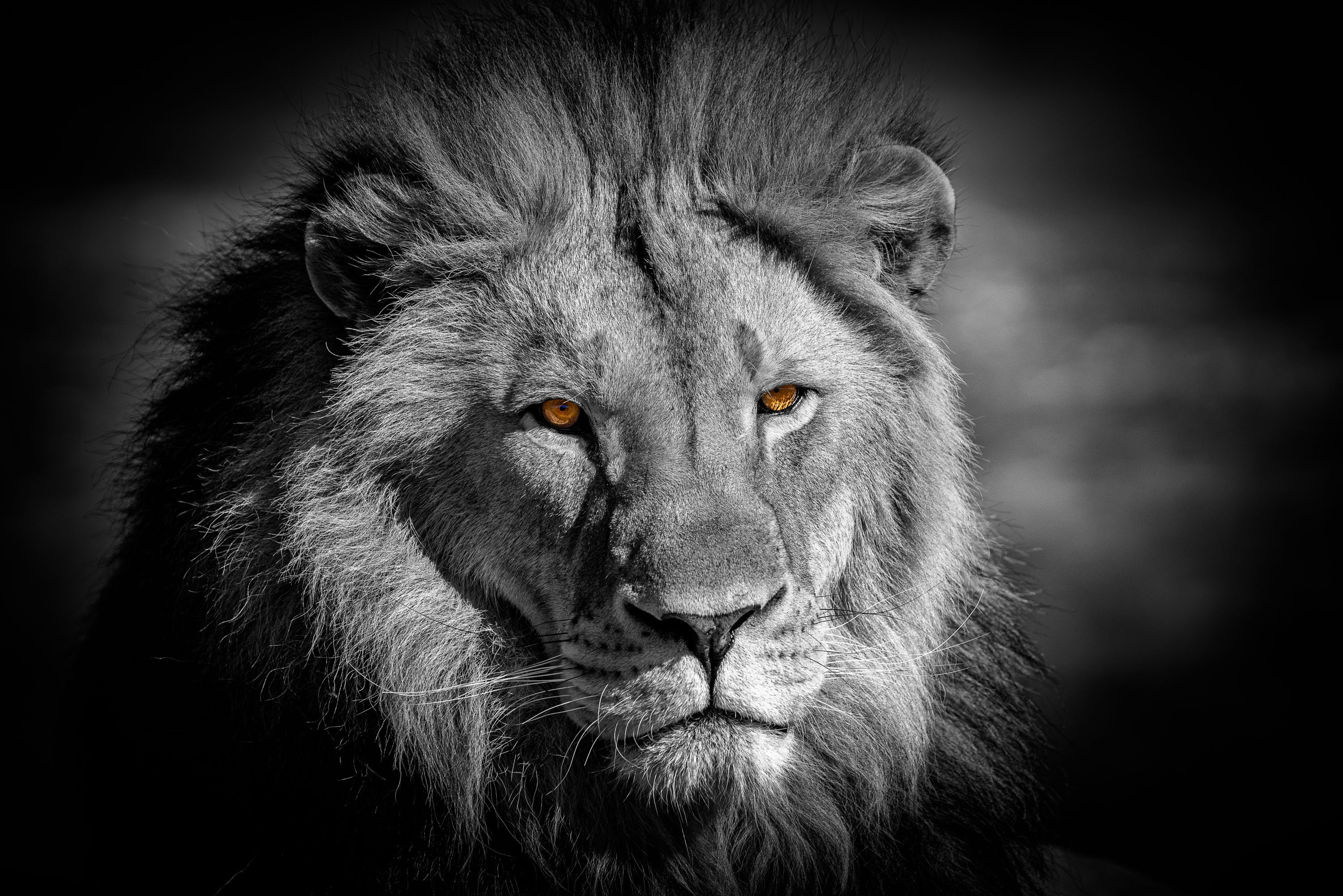 Soul Of A Lion Wallpaper