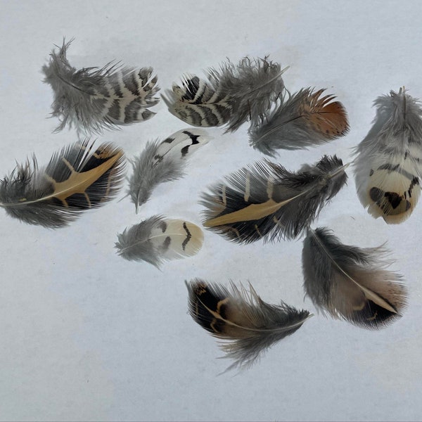 Quail Feathers - Etsy