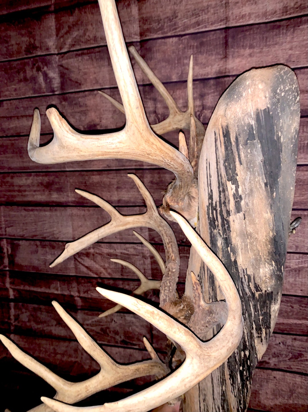 3 Sets of Deer Antler Skull Caps Mounted on a Heavy Driftwood Log - Etsy