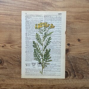 Set of 7 Wildflower Dictionary Print, Floral Collection Print, Antique ...