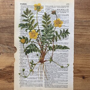 Set of 5 Flower Dictionary Print, Botanical Art Set, Floral Wall Prints ...