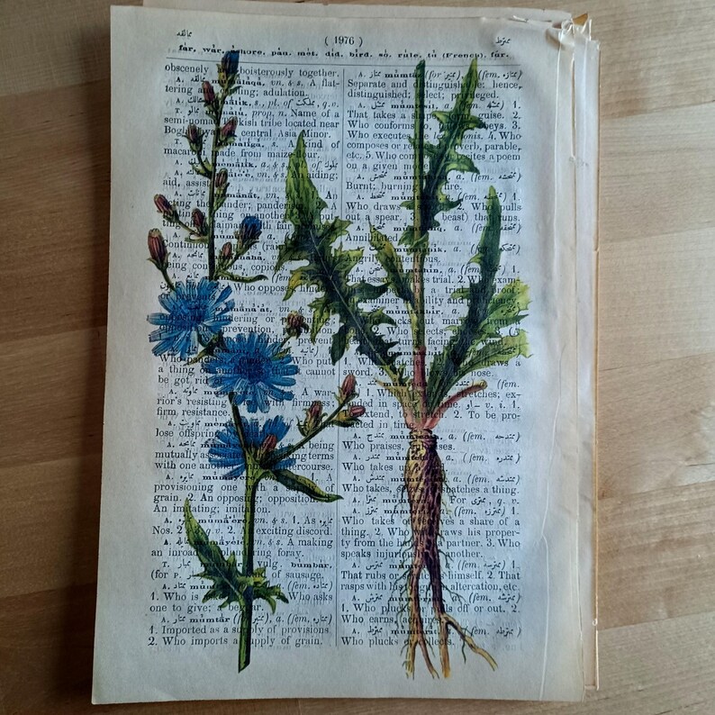 Antique Botanical Art on Original Dictionary Page, Vintage Botanical ...