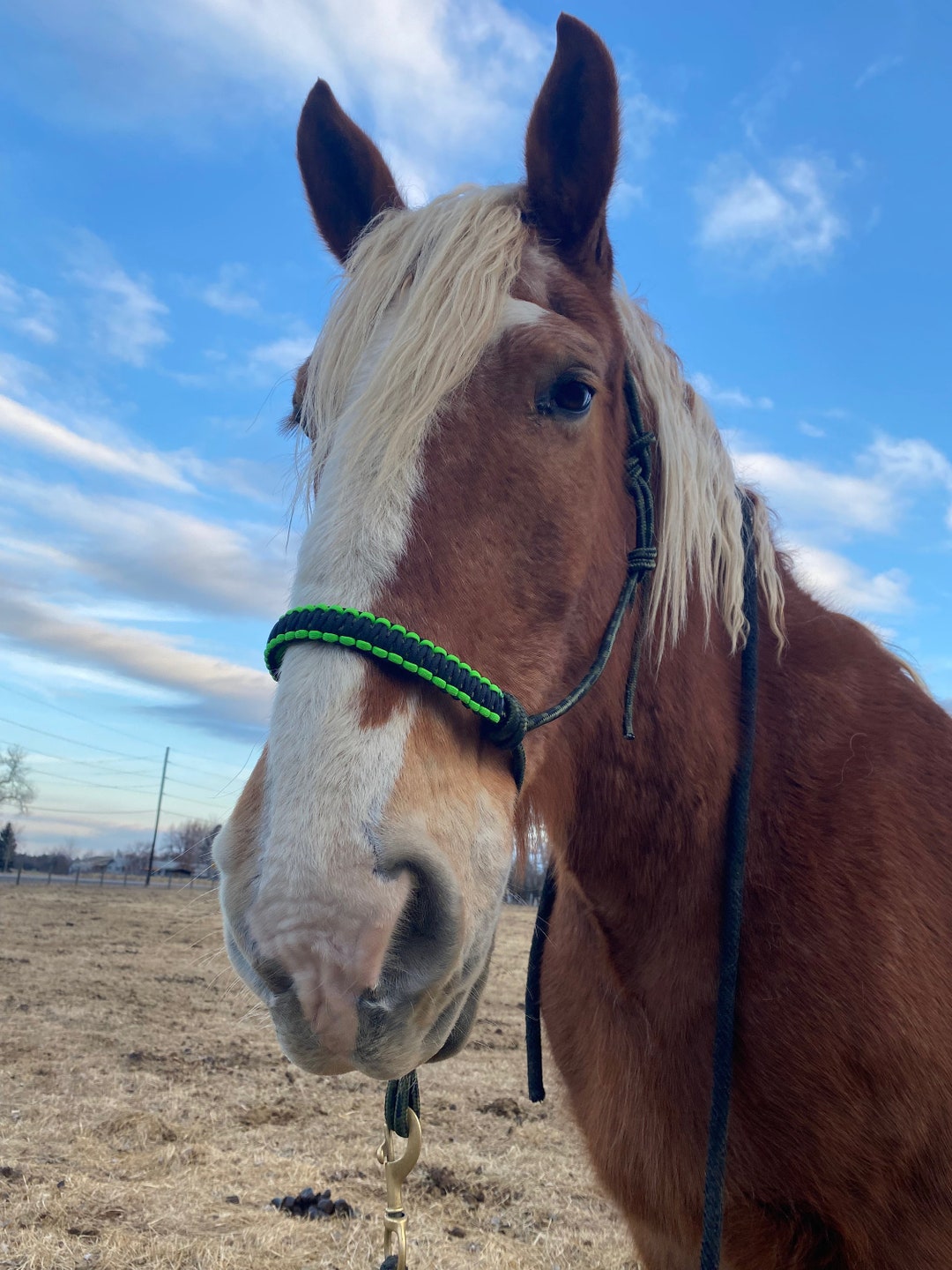 Custom Braided Rope Halter Horse - Etsy
