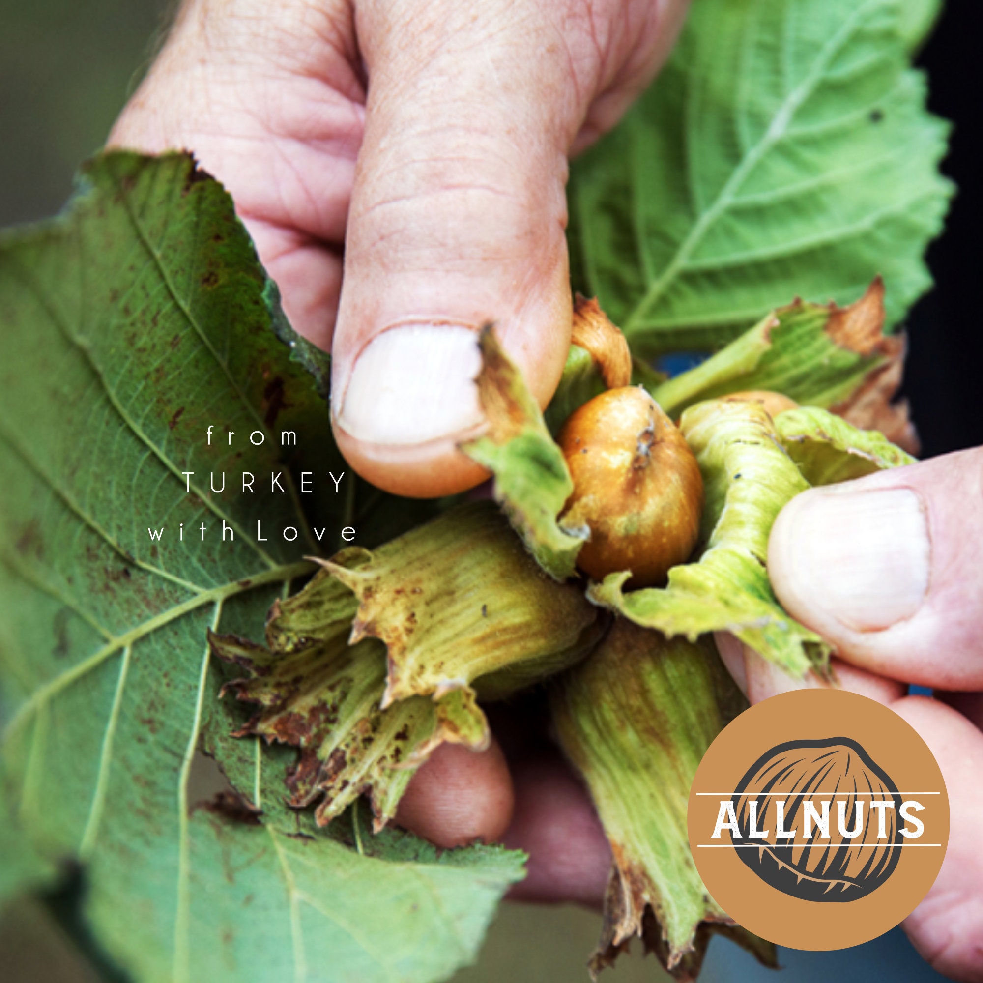 Roasted Turkish Hazelnut, 250 Gr, % 100 Organic Hazelnut, Roasted ...