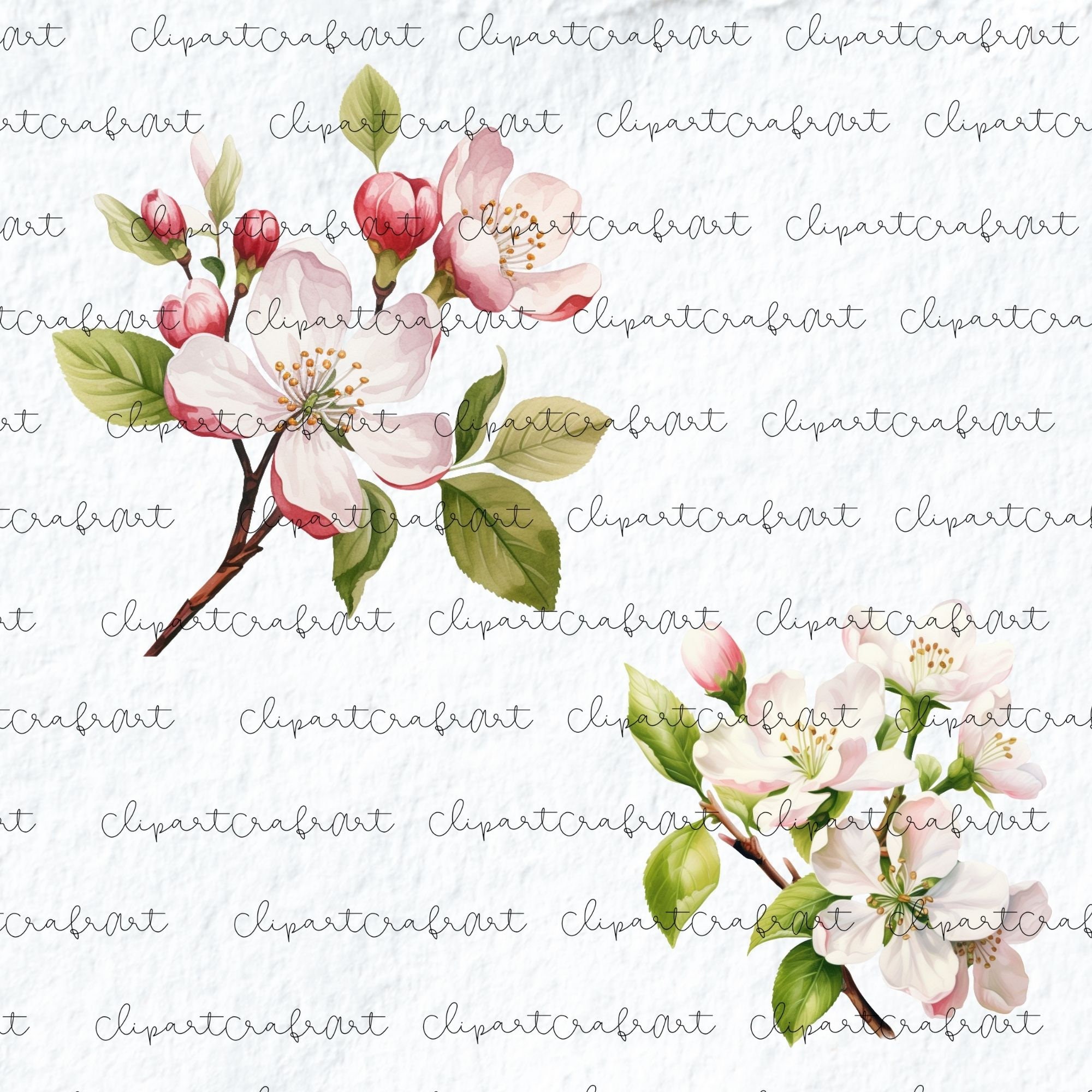 Apple Blassom Flower Png Clipart, Apple Flower Clipart, Apple Fruit ...