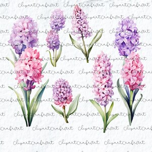 Hyacinth Flower Clipart, Purple Hyacinth Floral Bundle Clipart, Pink Hyacinth Valentines Wedding ...