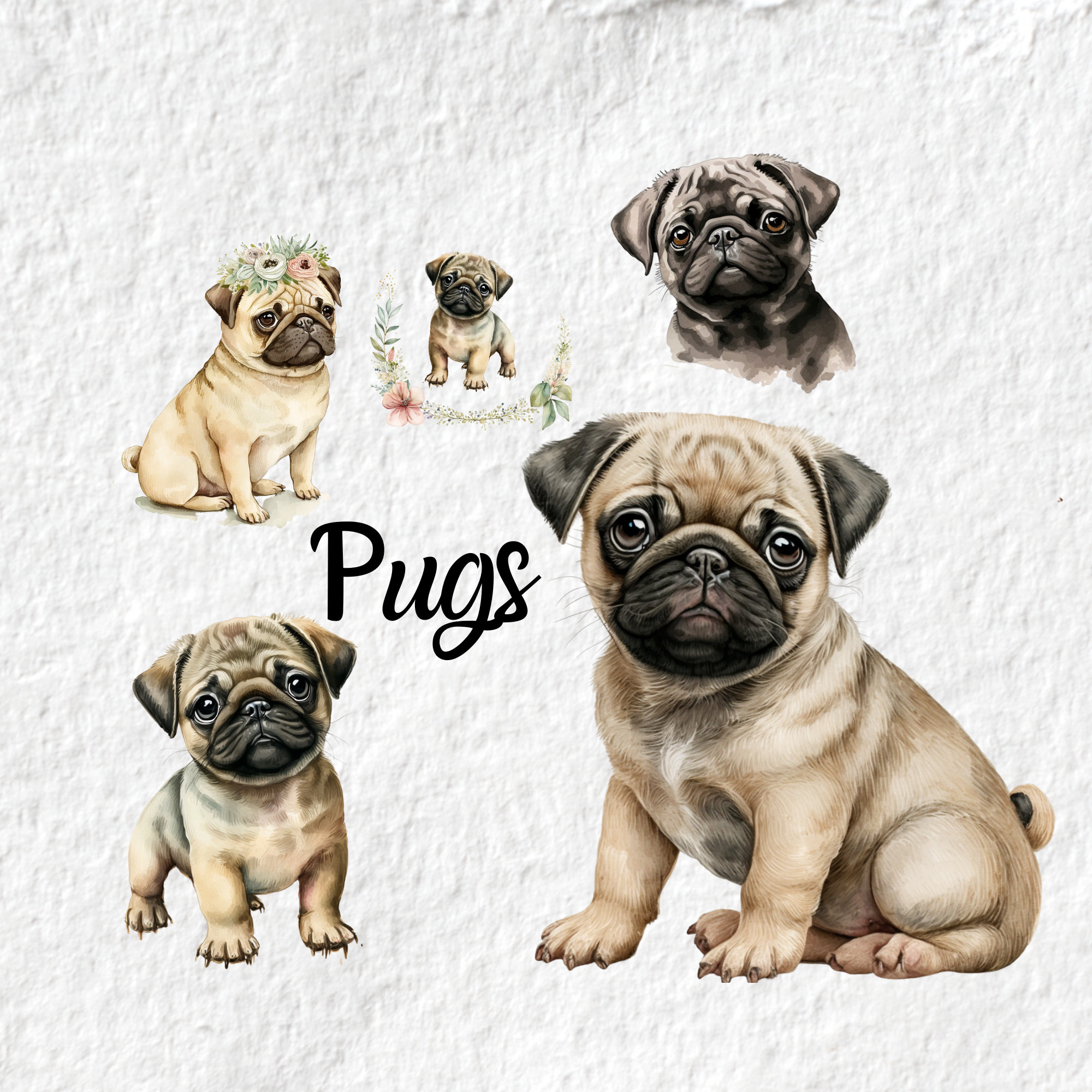 Pictures Of Cute Baby Pugs