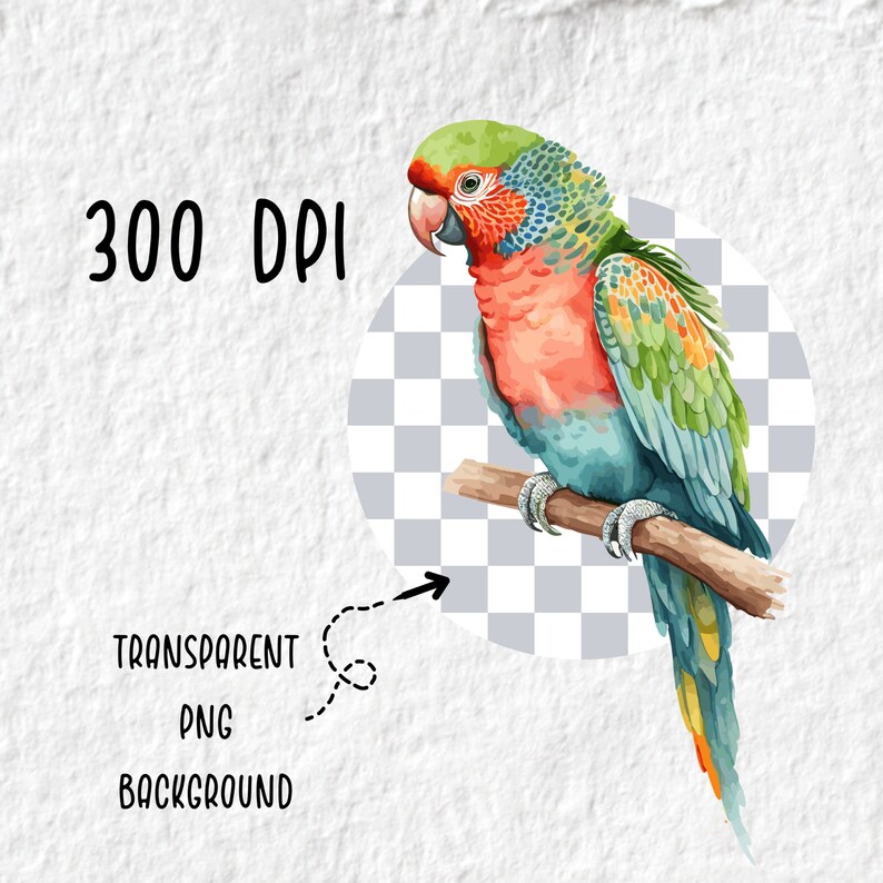 Parrots Watercolor Clipart Tropical Parrots Bird Watercolor - Etsy