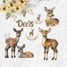 Deer Watercolor Clipart, Cute Fawn Deer Baby Shower Graphics, Nursery ...