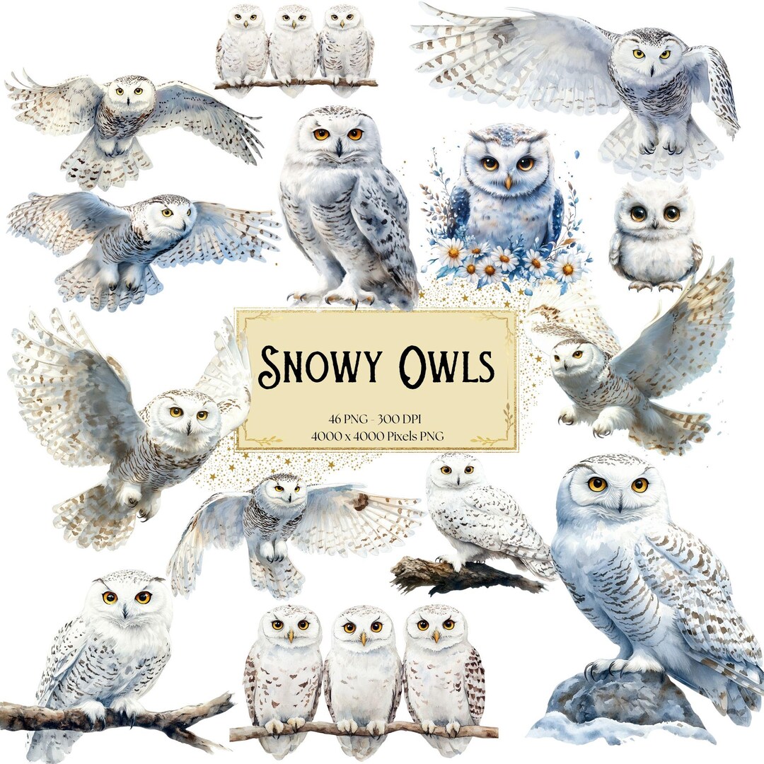 Snowy Owl Clipart, Floral Snowy Owl Clipart, Baby Snowy Forest Owl ...