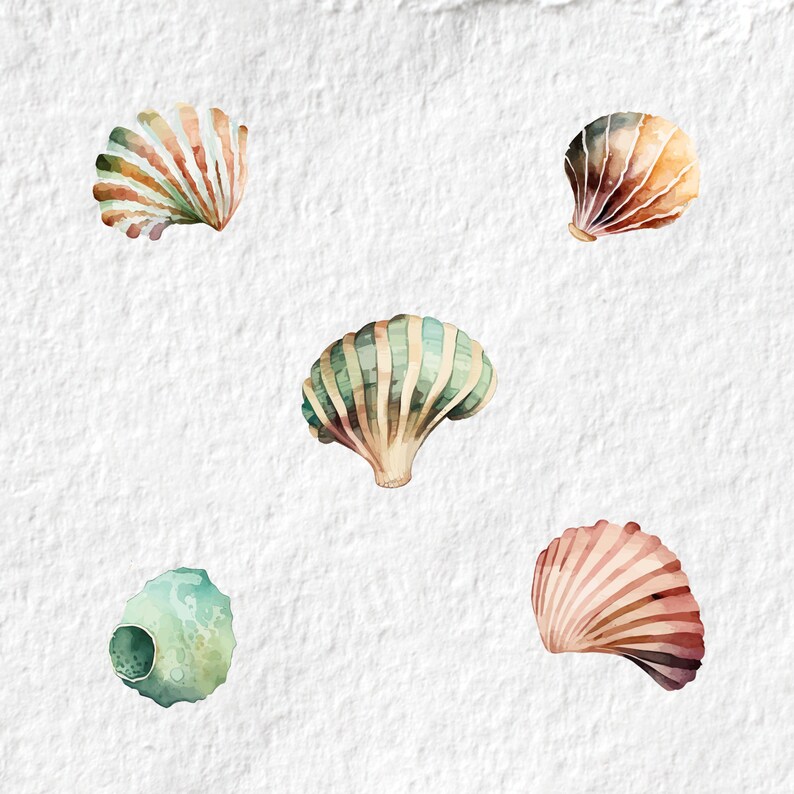 Seashell Watercolor Clipart Cute Shell Sea Life Animal - Etsy