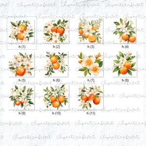 Orange Fruit Blossom Clipart, Citrus Orange Fruit Clipart, Botanical ...